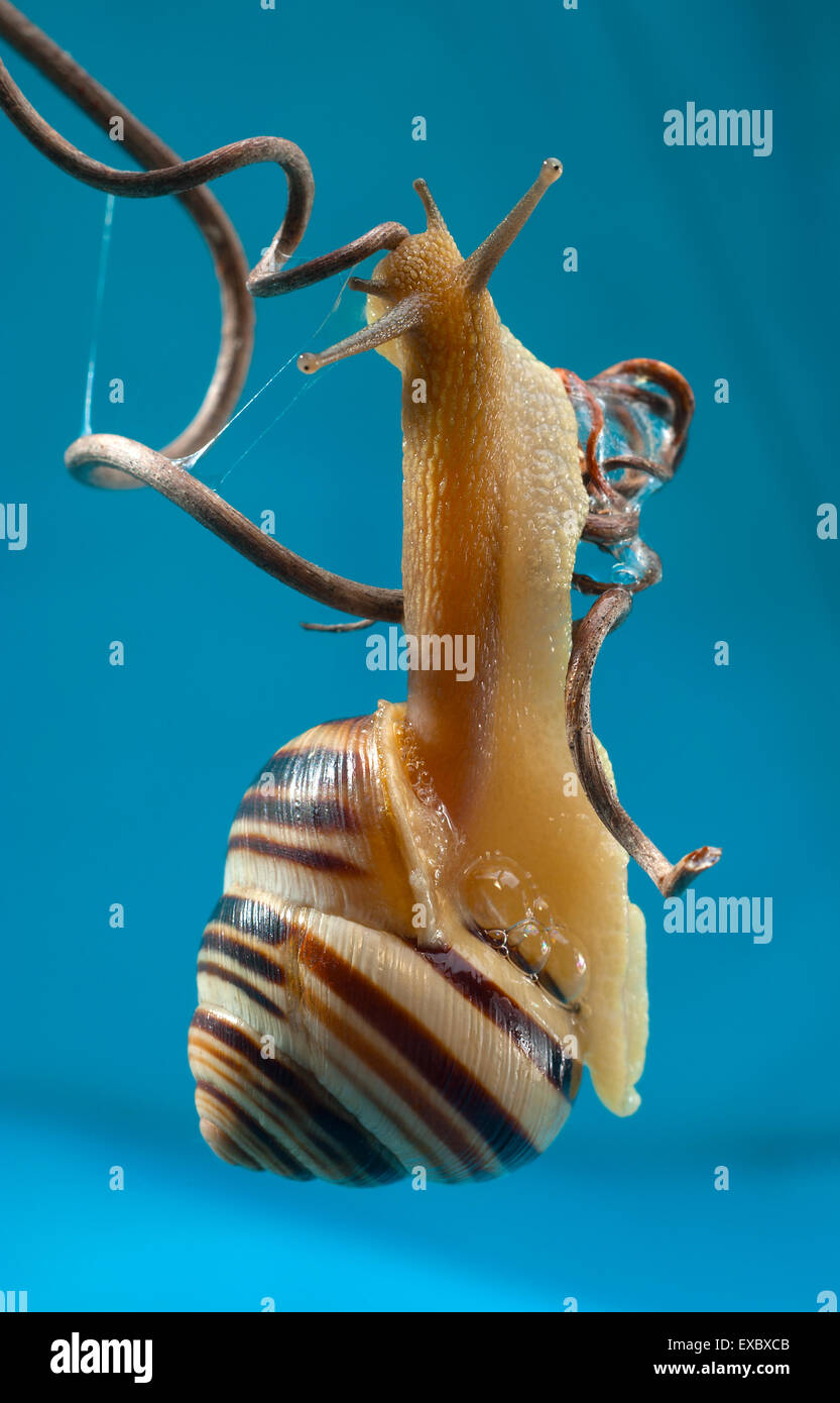 The forest snail (Cepaea nemoralis).Garden snail (Cepaea hortensis ...