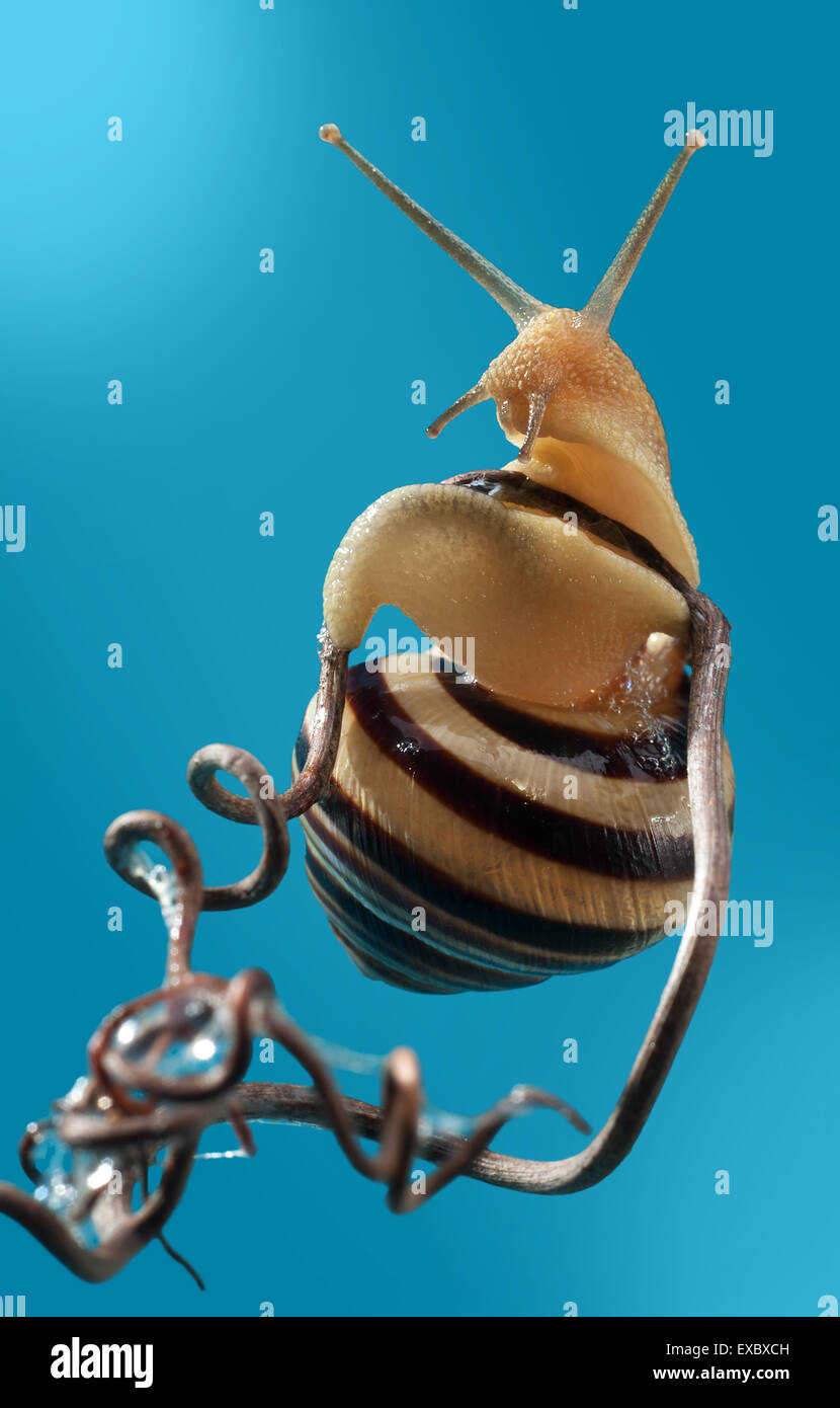 The forest snail (Cepaea nemoralis).Garden snail (Cepaea hortensis ...