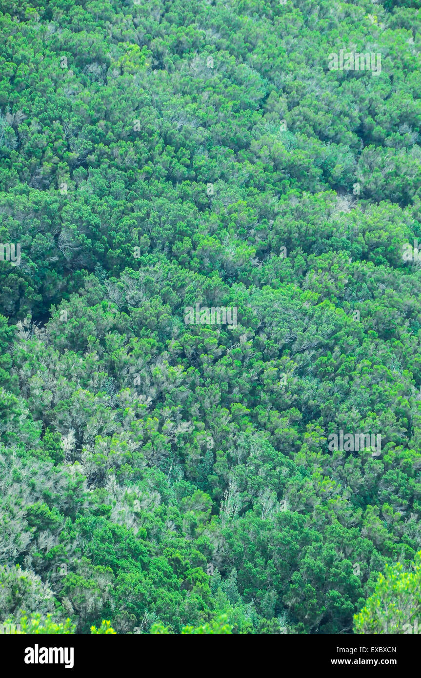 Wild Forest Pine Tree Leaves Texture Stock Photo - Alamy