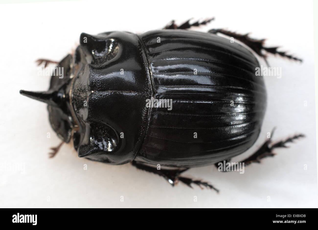 Beetle Lunar copper (Copris lunaris).(Coprini Stock Photo - Alamy