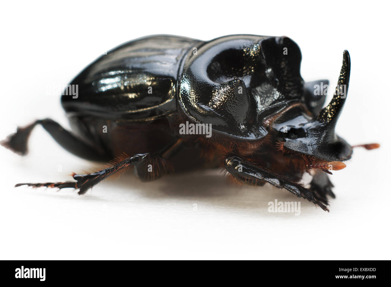 Copper Ground Beetle High Resolution Stock Photography and Images - Alamy