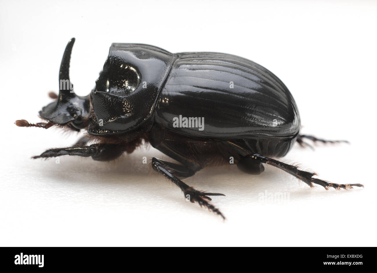 Beetle Lunar copper (Copris lunaris).(Coprini Stock Photo - Alamy