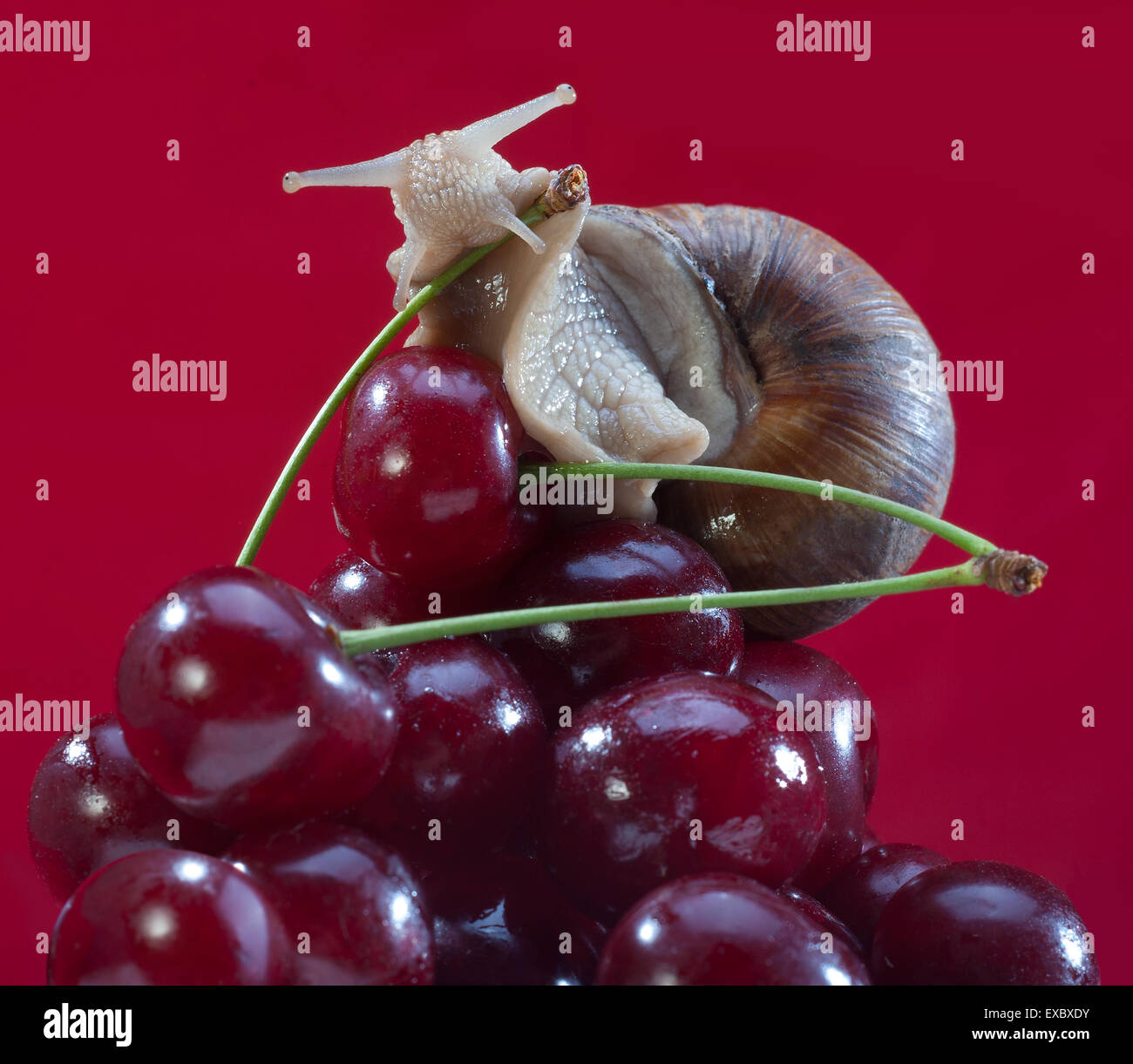 Creative photo grape snails(Helix pomatia) on fruits red cherry Stock ...
