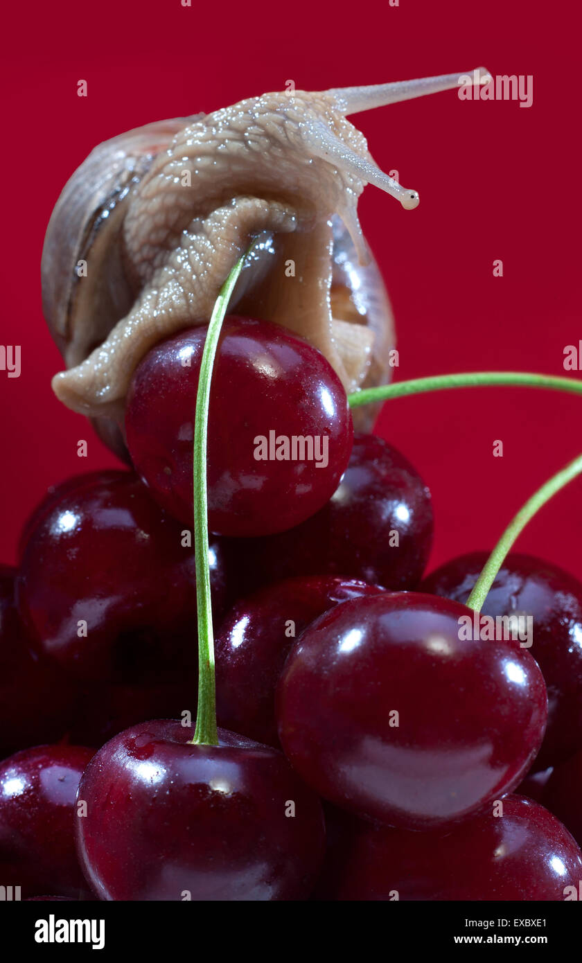 Creative photo grape snails(Helix pomatia) on fruits red cherry Stock ...