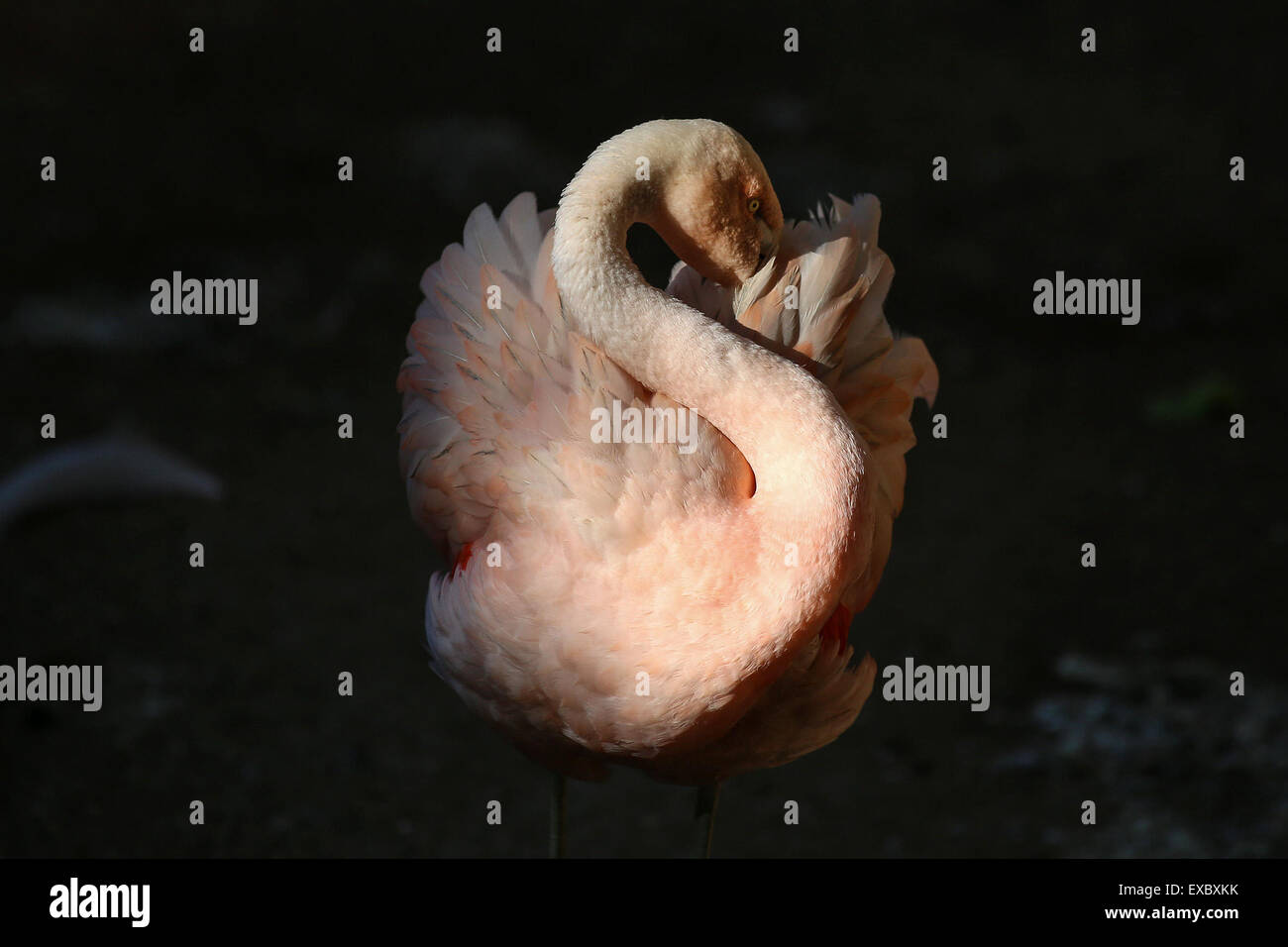 Sao Paulo, Brazil. 10th July, 2015. A Chilean flamingo is seen at the ...