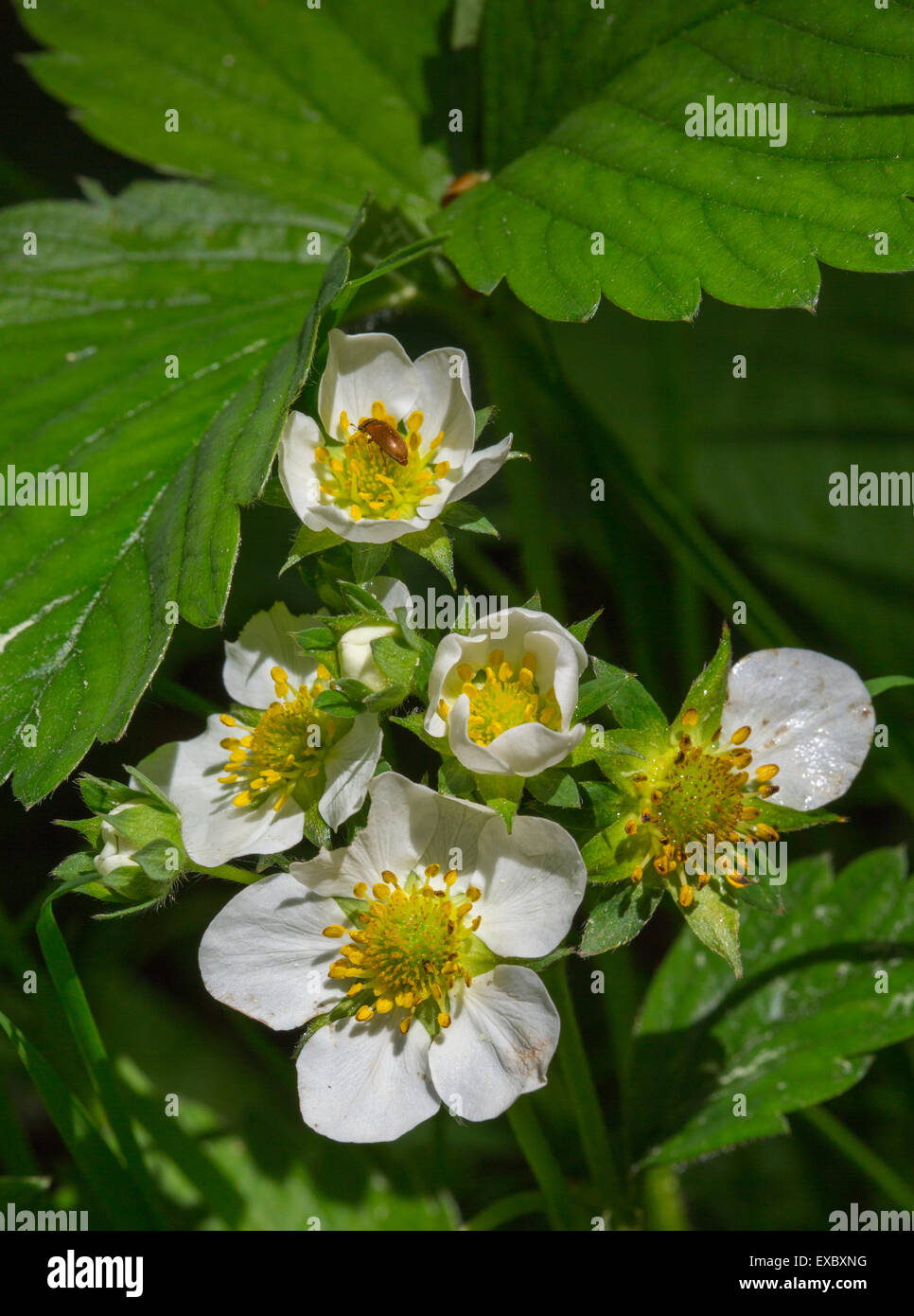 Flowering strawberry hi-res stock photography and images - Alamy