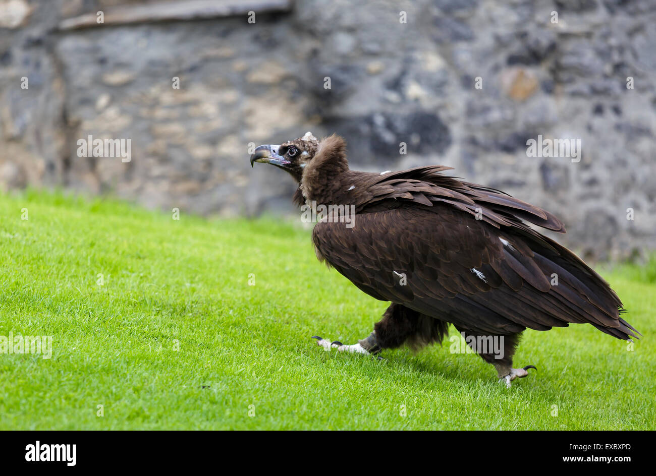 Bald eagle eyes hi-res stock photography and images - Alamy