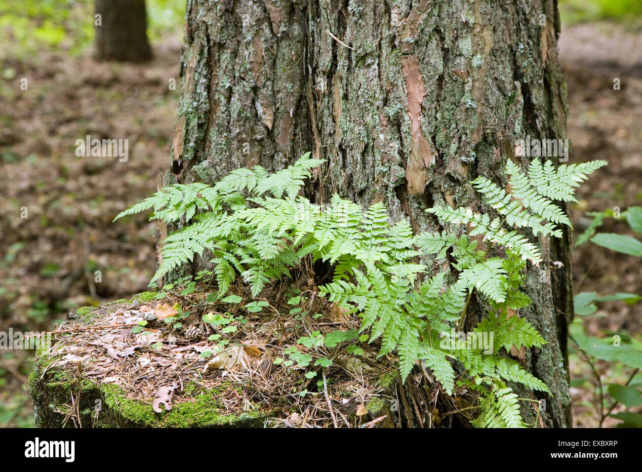 Pteridophyte hi-res stock photography and images - Alamy