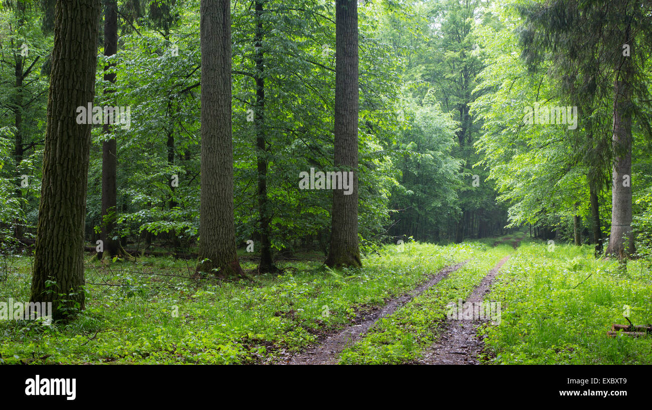 Straight ground road leading across misty late spring deciduous stand ...