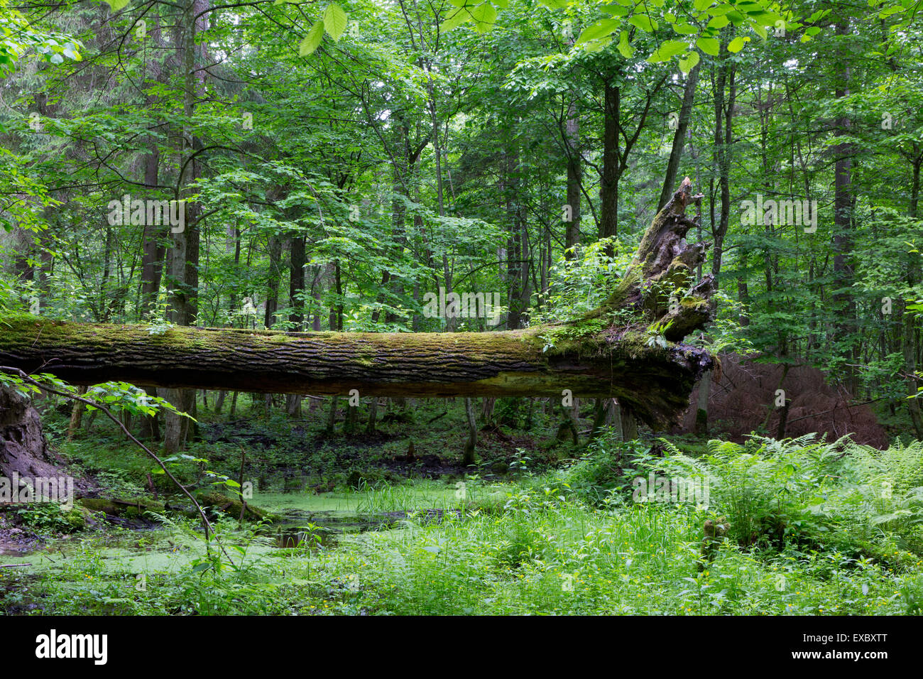 "Get the balance right" oak tree log hanging over ground in summertime ...