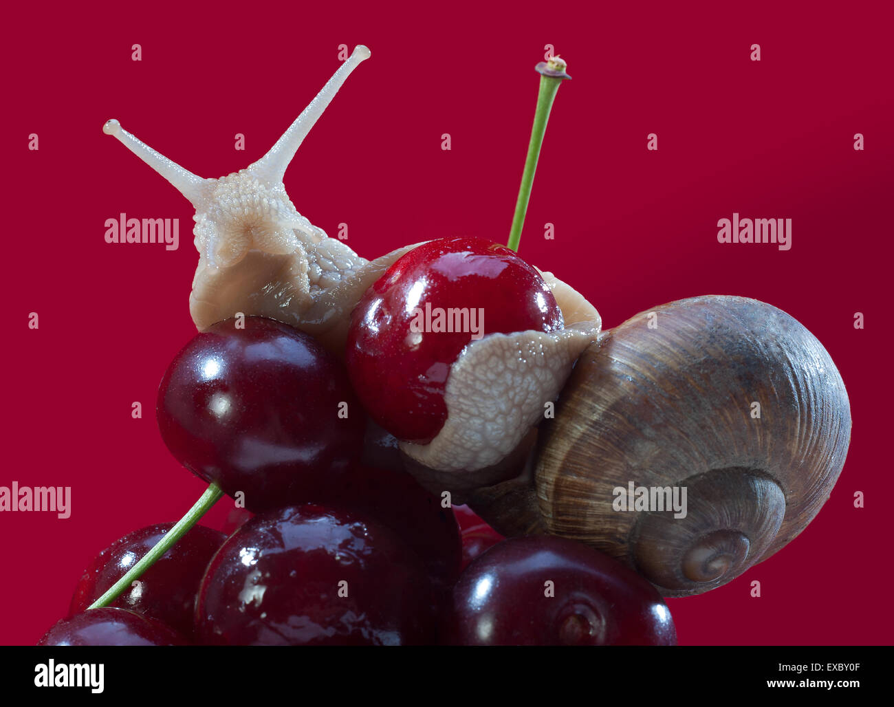 Creative photo grape snails(Helix pomatia) on fruits red cherry Stock ...