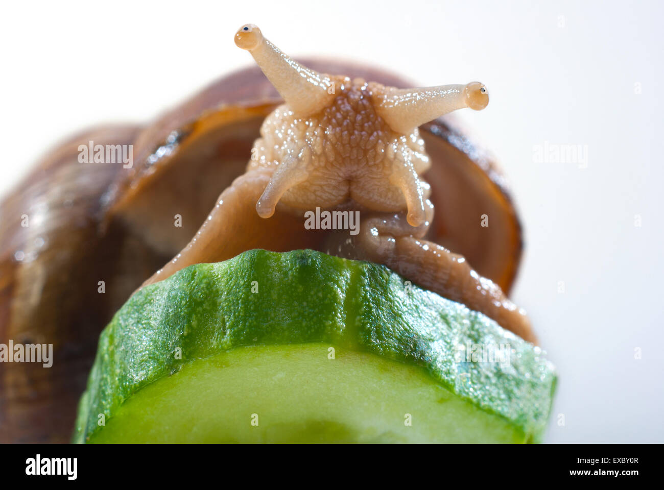 Snails Eyes High Resolution Stock Photography and Images - Alamy