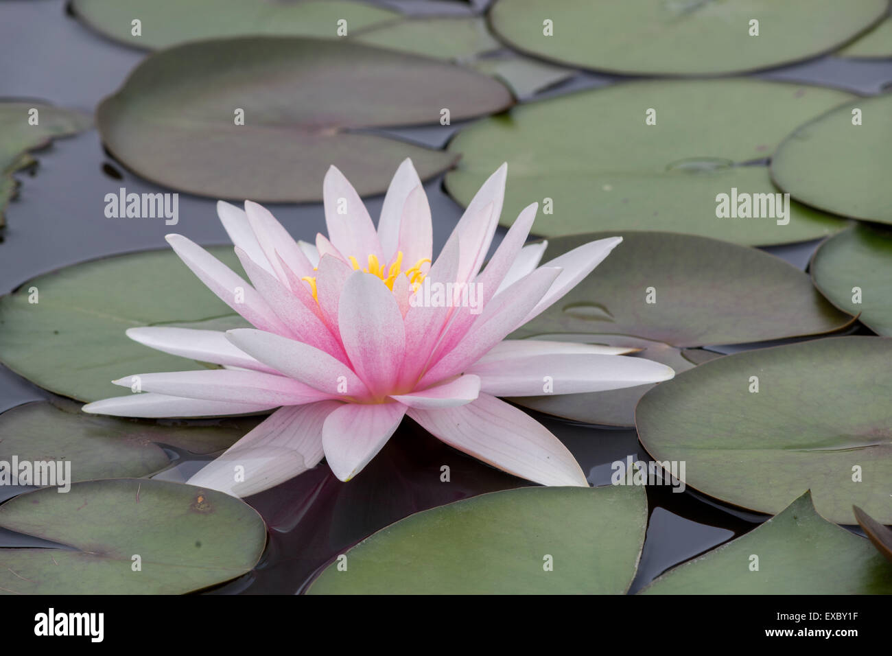 Water Lily Leaf Texture