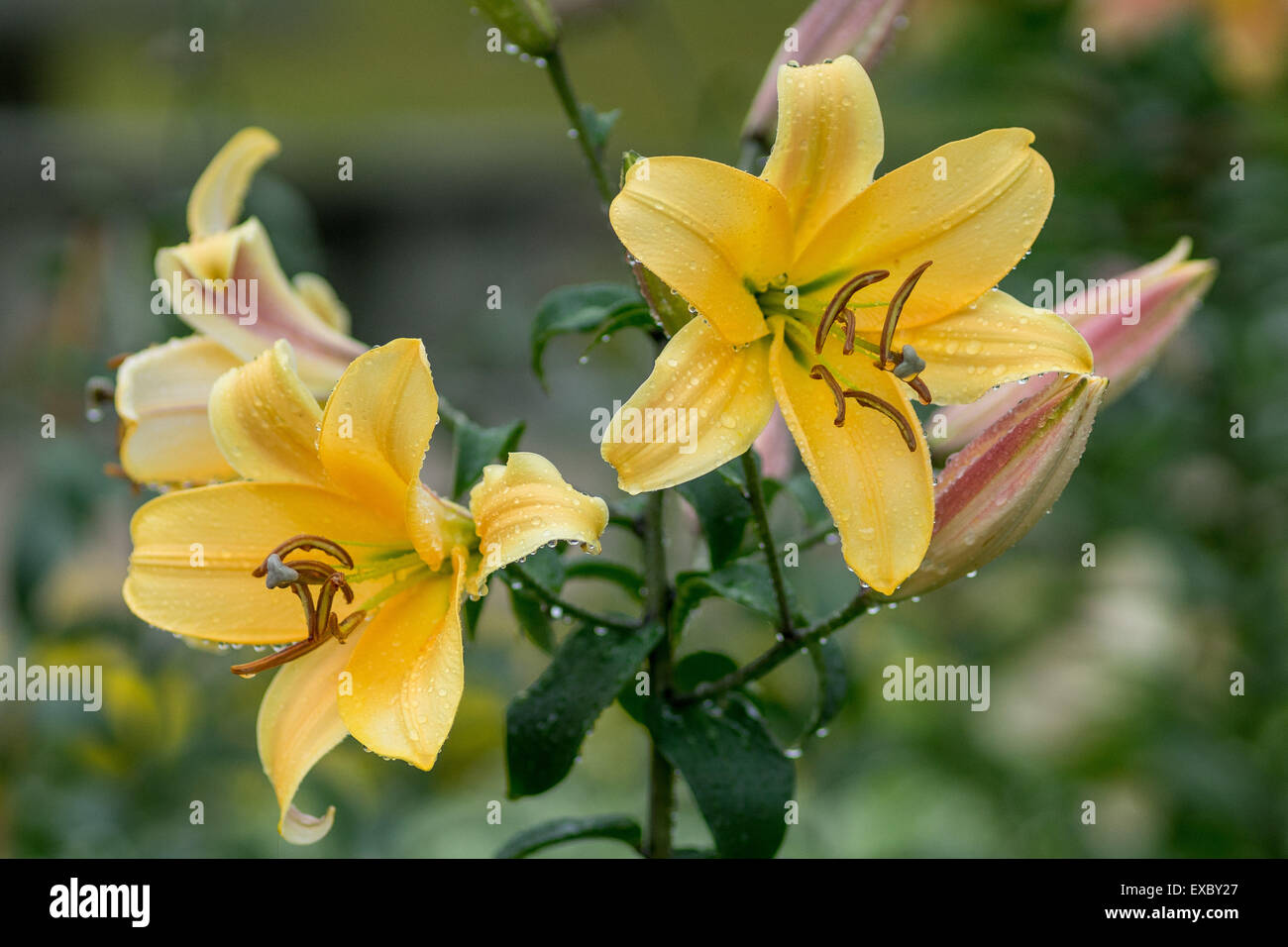Yellow lily lilies close up Lilium Stock Photo - Alamy