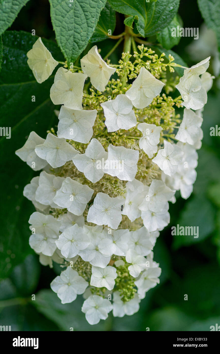 White hydrangea blossom close up Stock Photo - Alamy