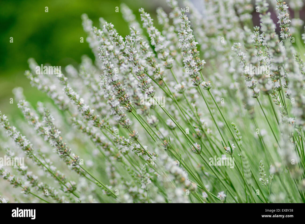 White lavender blooming blossom close up Lavandula angustifolia ...