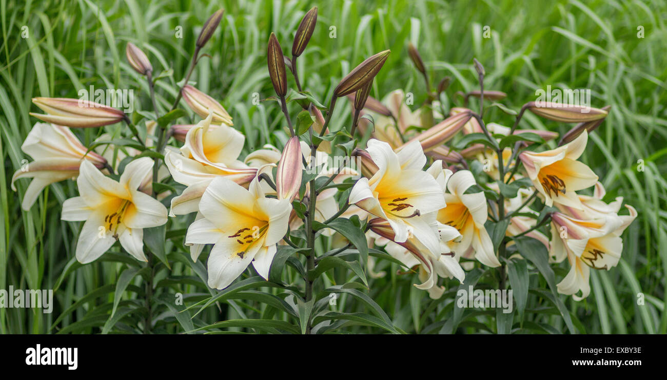 White yellow lilies lily close up Lilium Stock Photo - Alamy