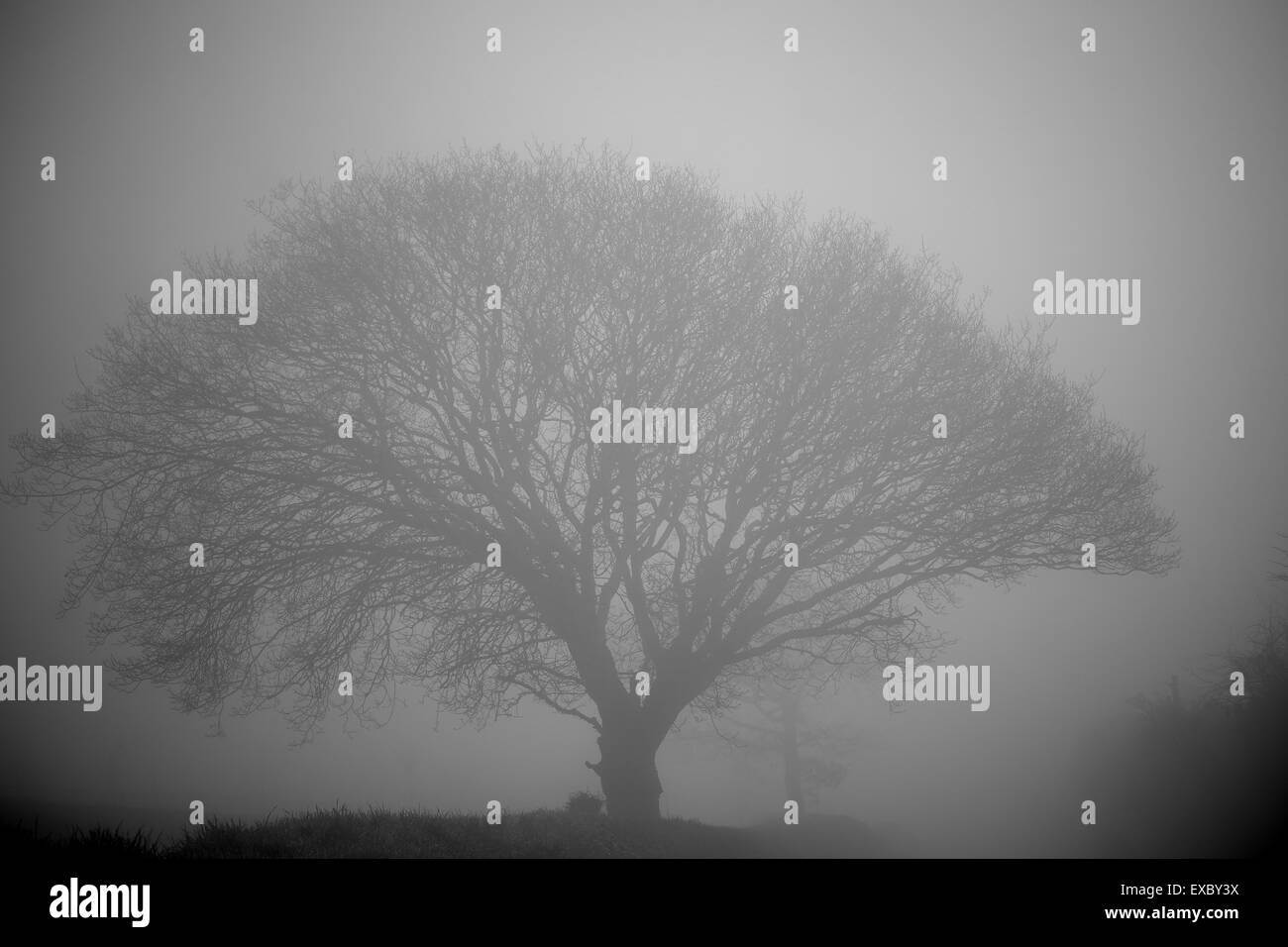 Tree with mist hi-res stock photography and images - Alamy