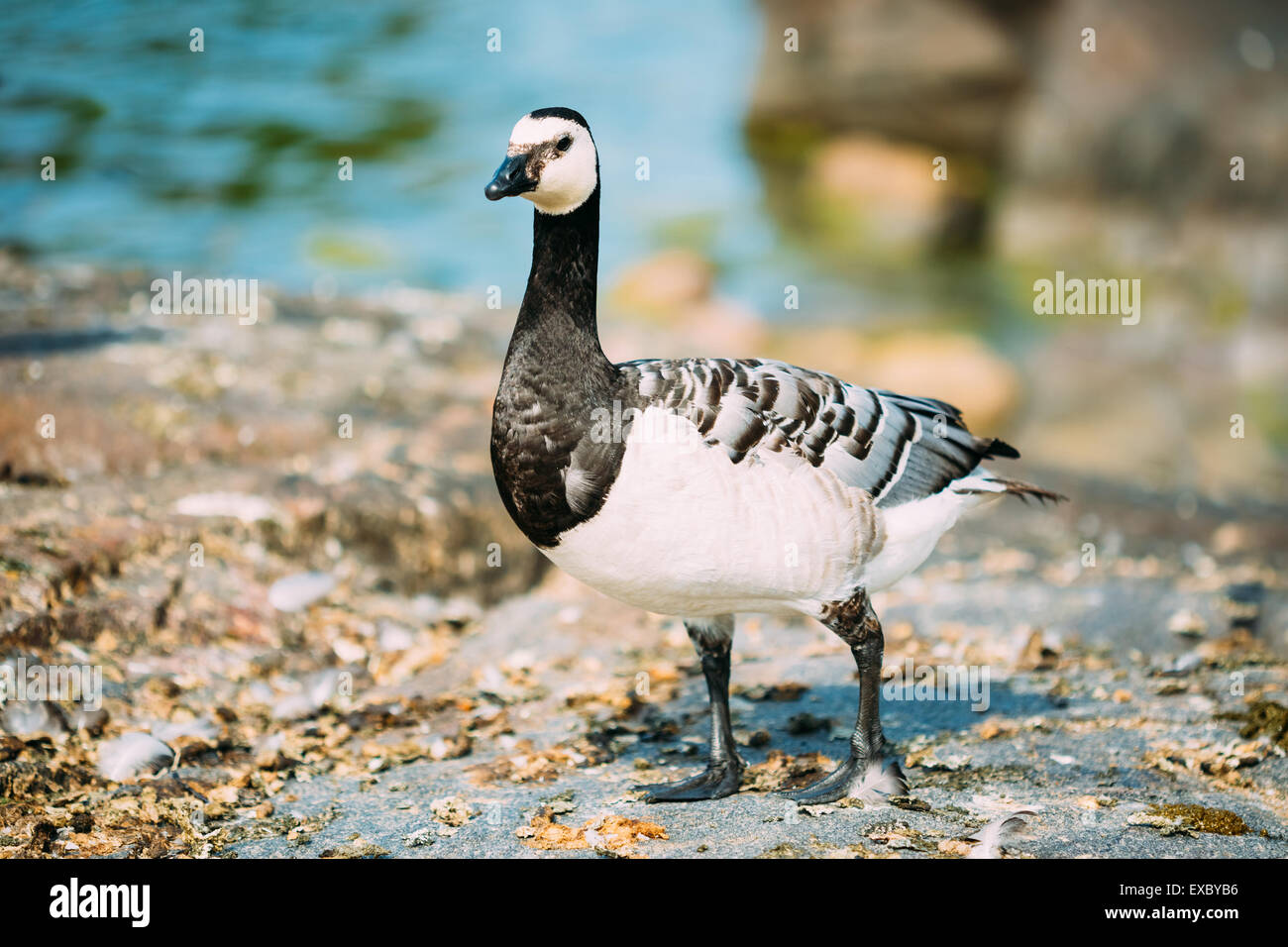 Wild Bird Barnacle Goose Branta Leucopsis On Rock In Finland Stock ...