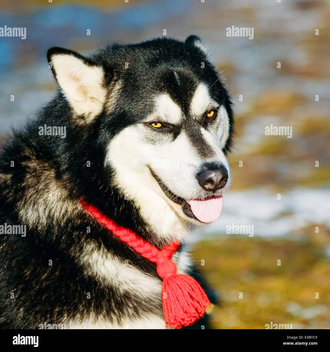 Beautiful Alaskan Malamute Dog Staying Outdoor In Spring Stock Photo ...