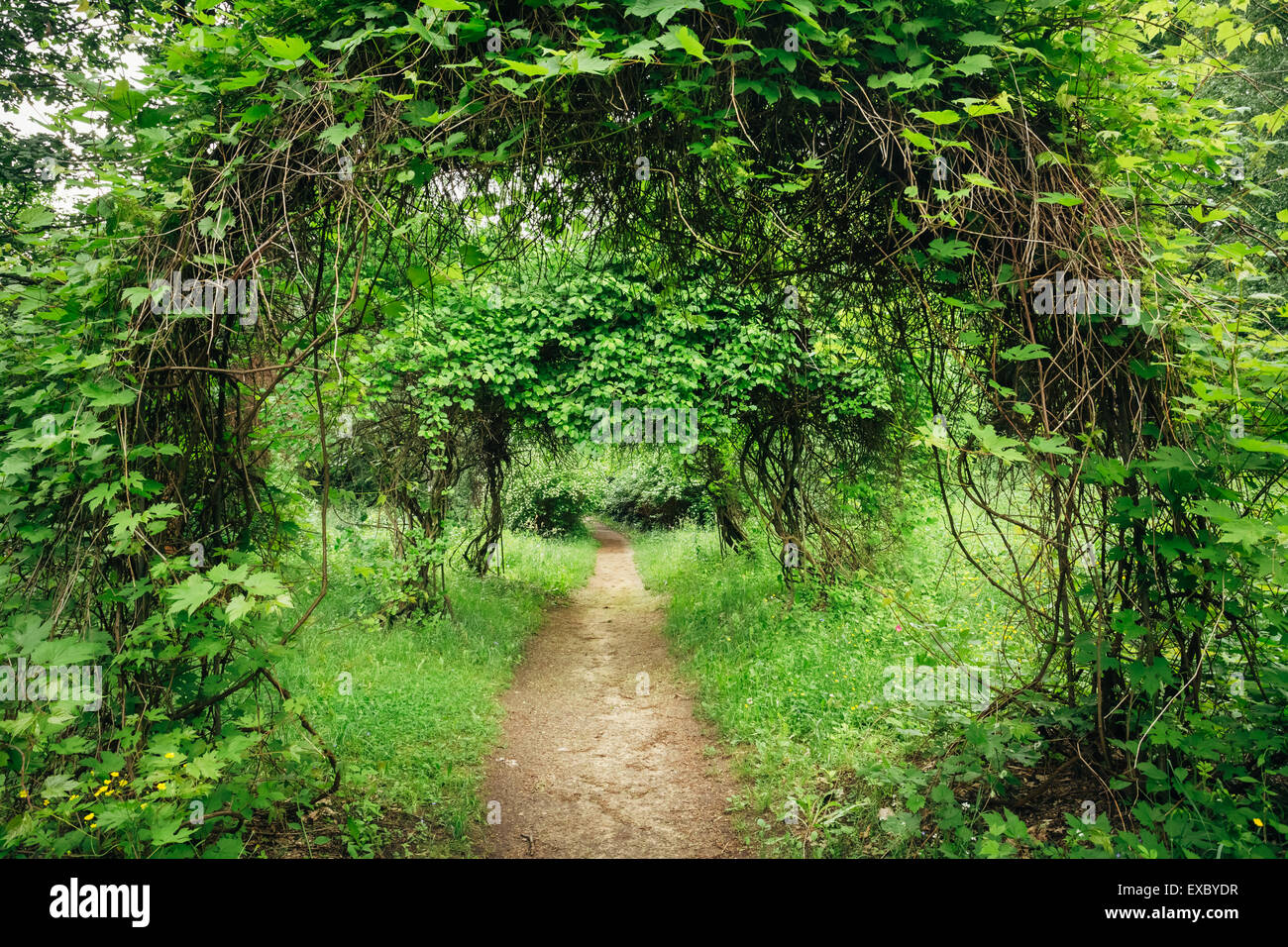 Walkway Lane Path With Green Trees And Bushes In Garden. Beautiful ...