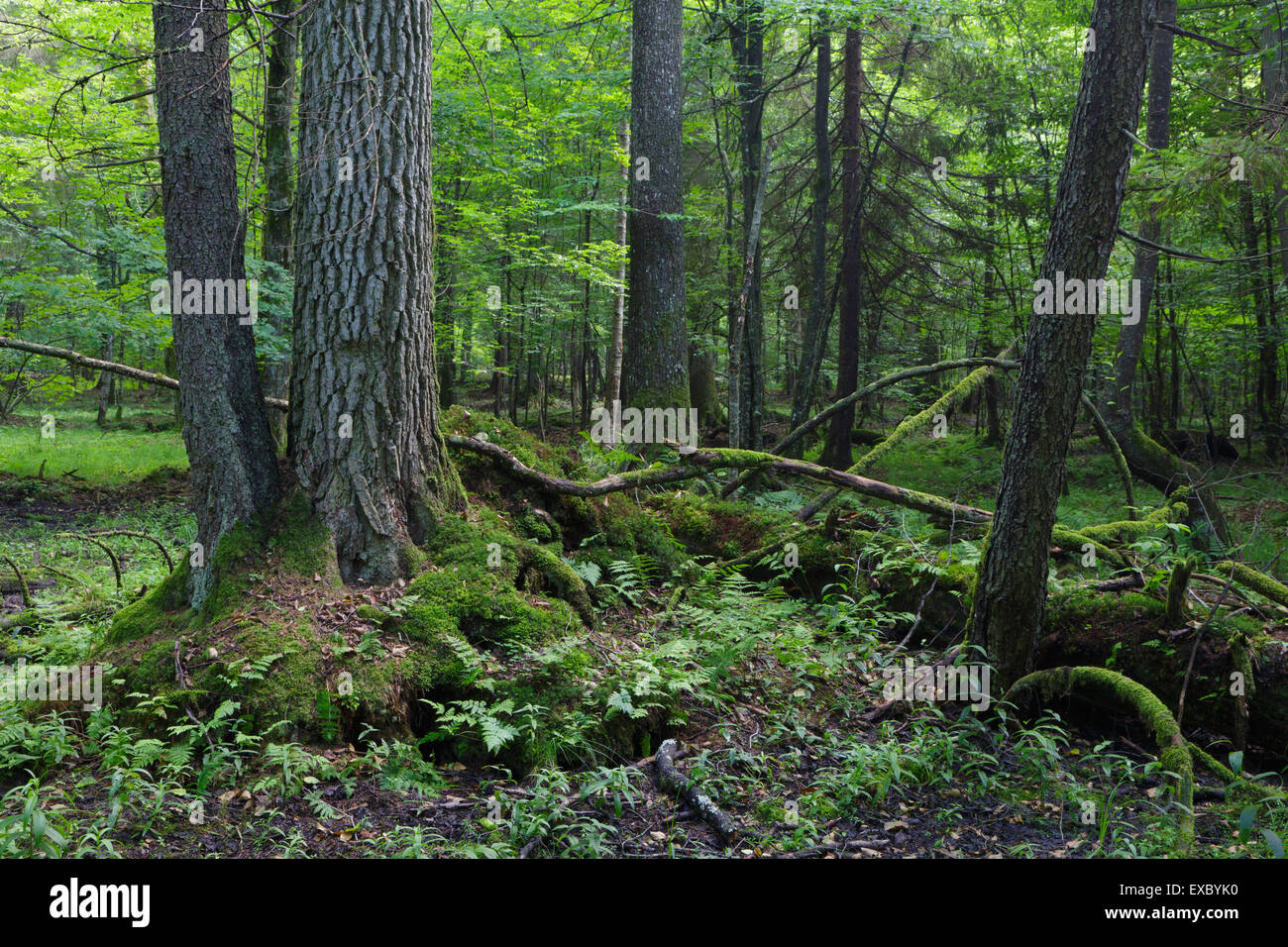 Alder tree hi-res stock photography and images - Alamy