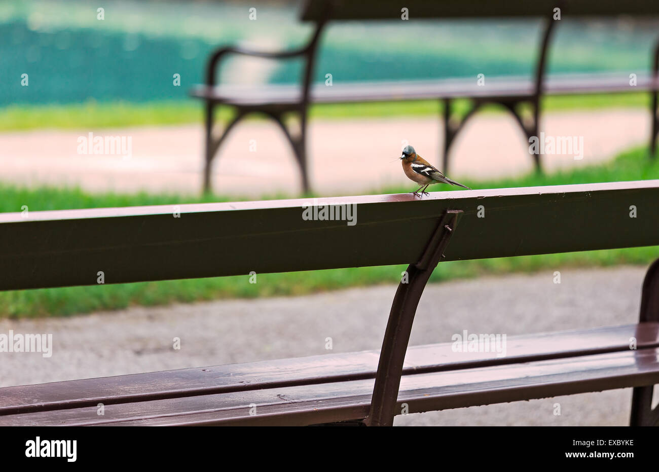 beautiful bird sitting on a bench Stock Photo - Alamy
