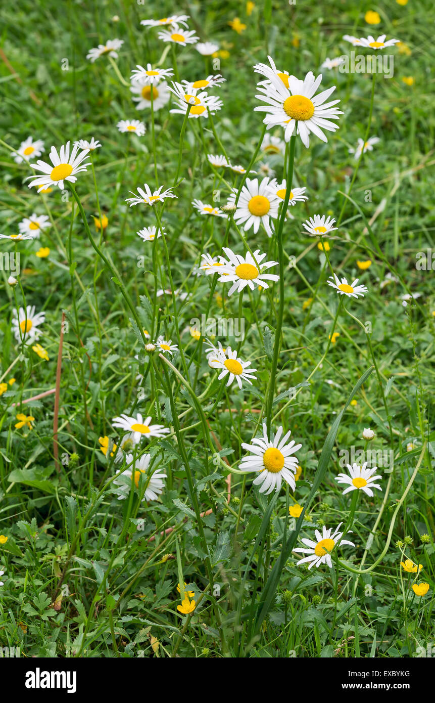 White daisy daisies hi-res stock photography and images - Alamy