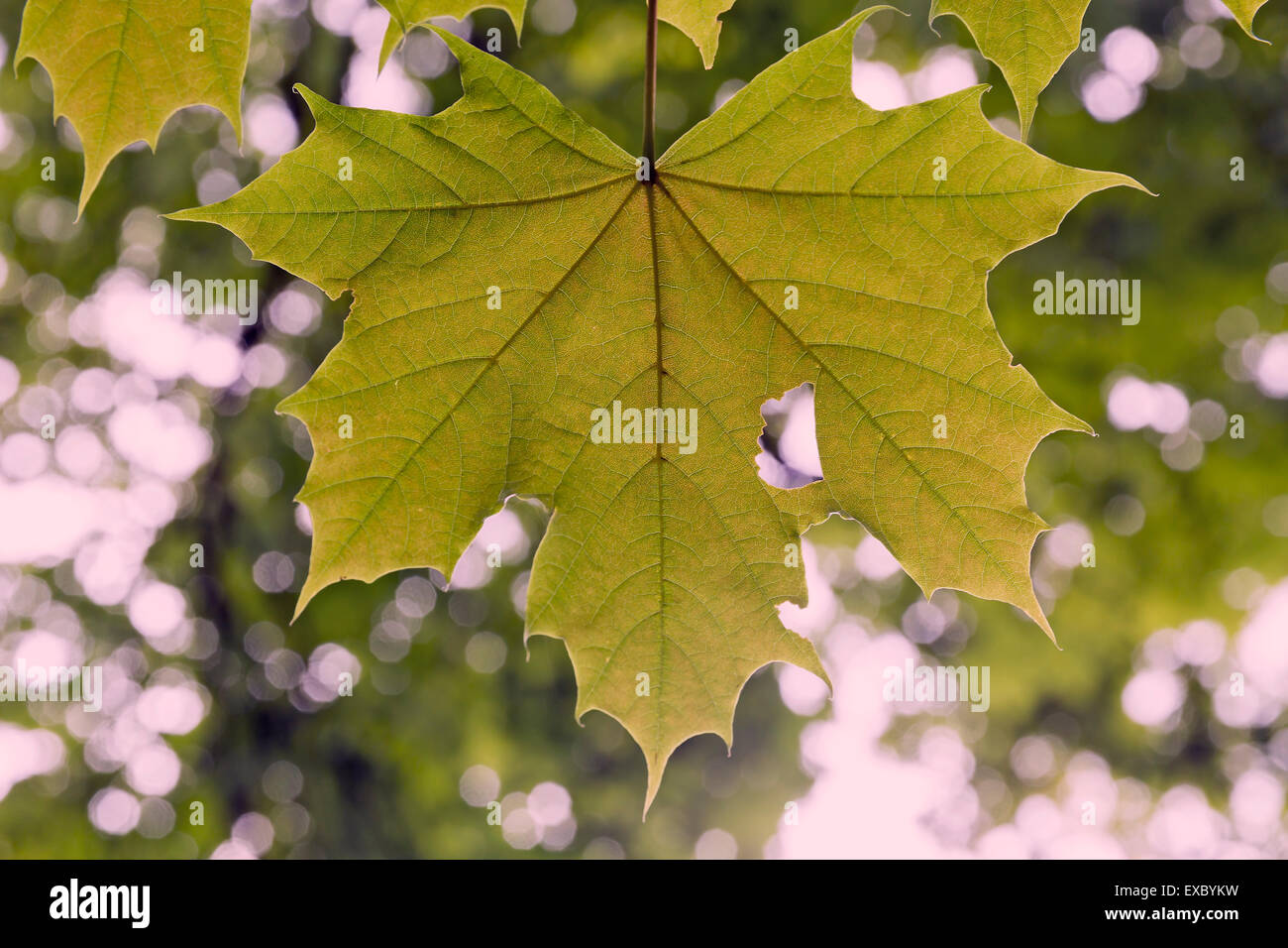 beautiful maple leaf close-up Stock Photo - Alamy