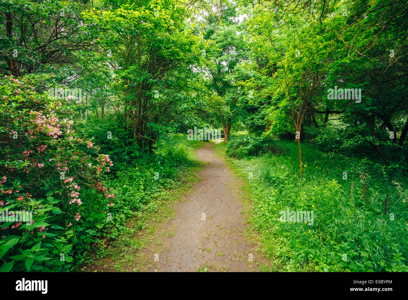 Walkway Lane Path With Green Trees in Forest. Beautiful Alley In Park ...