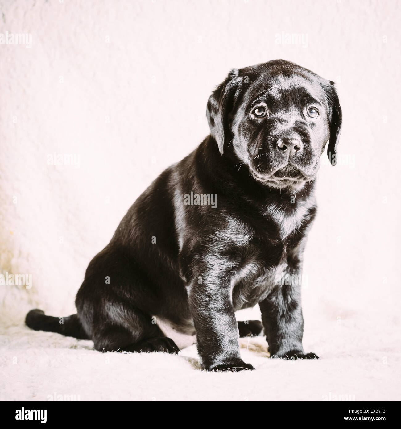 Beautiful Black Labrador Puppy Dog In Her Bed Stock Photo - Alamy