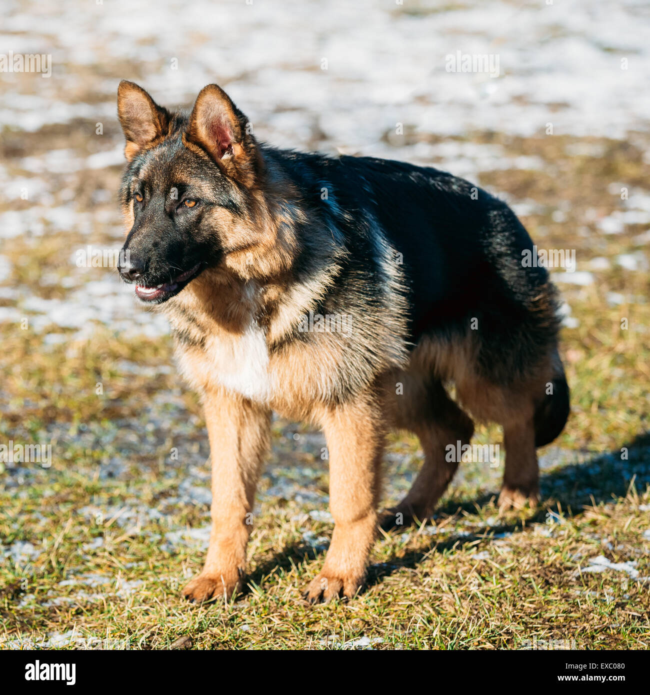 Beautiful Young Brown German Shepherd Puppy Dog Staying Outdoor In ...