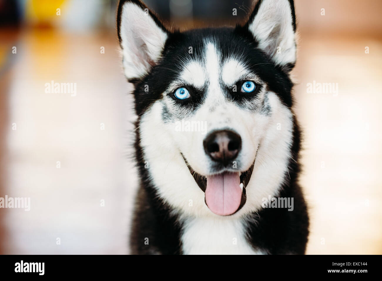 Cute Husky Puppy Faces
