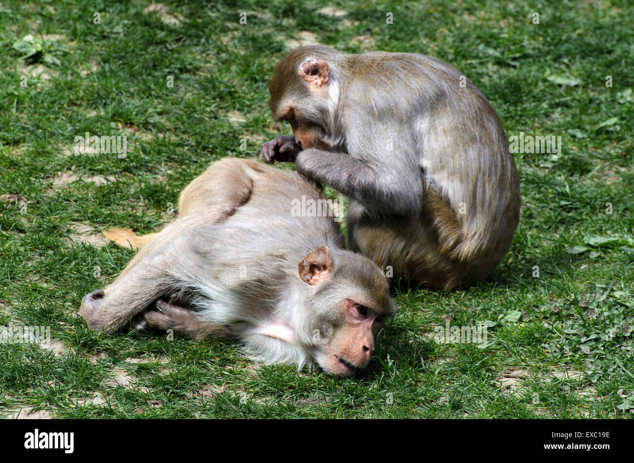 rhesus macaque monkeys grooming heidelberg zoo germany Stock Photo - Alamy