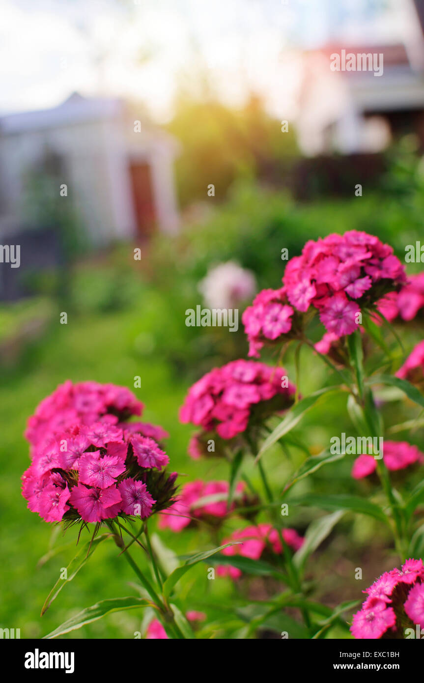 Flowers of a carnation in a garden Stock Photo - Alamy