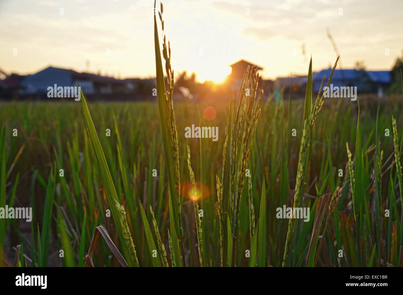 Rice plant borneo hi-res stock photography and images - Alamy