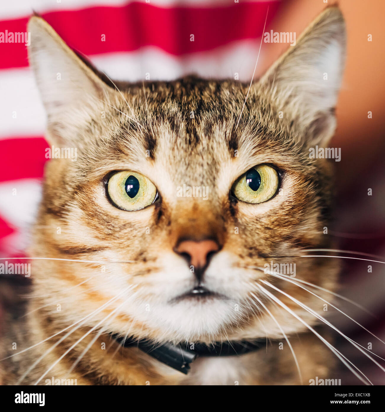 Male kitten face hi-res stock photography and images - Alamy