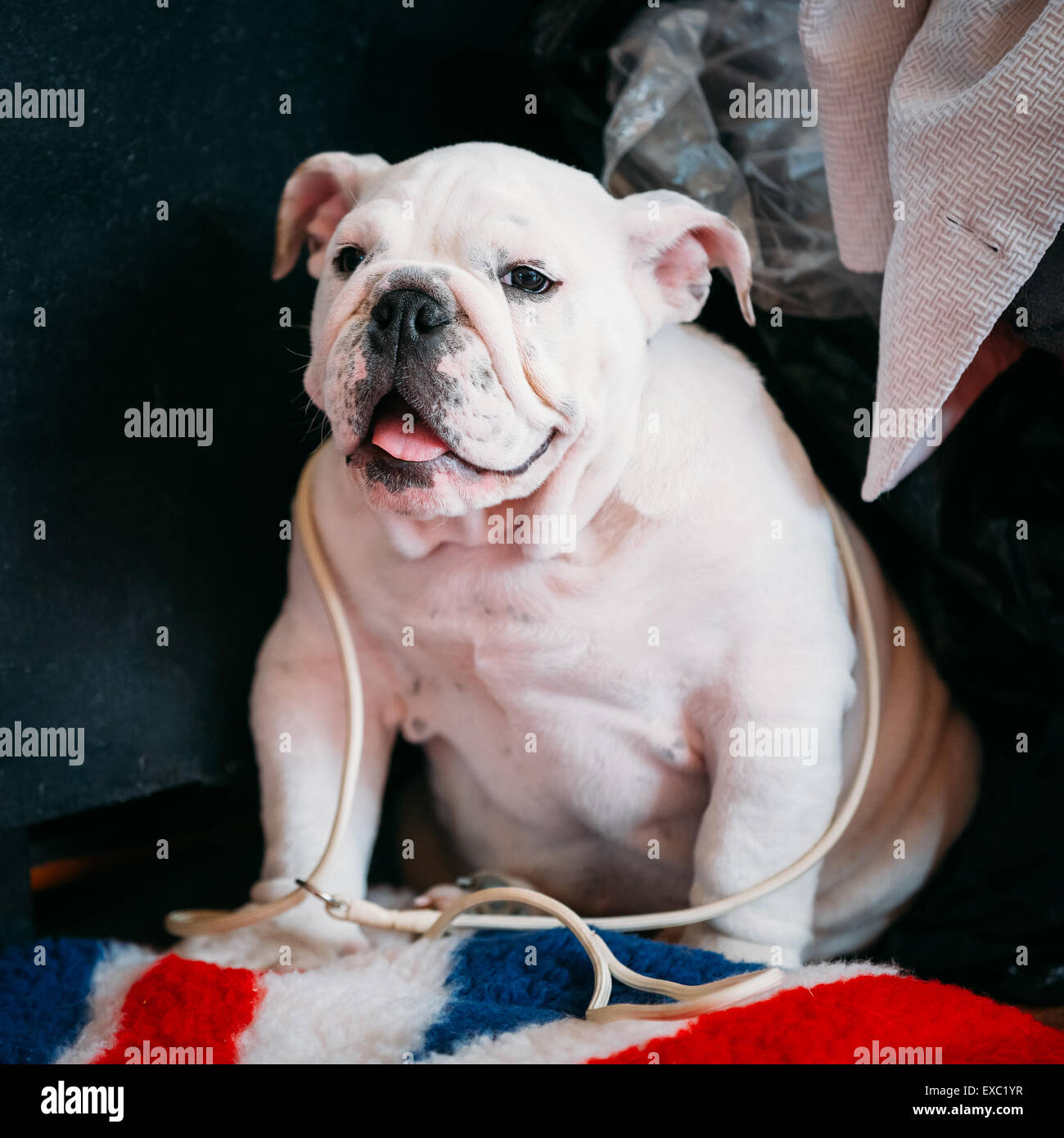 White english bulldog hi-res stock photography and images - Alamy