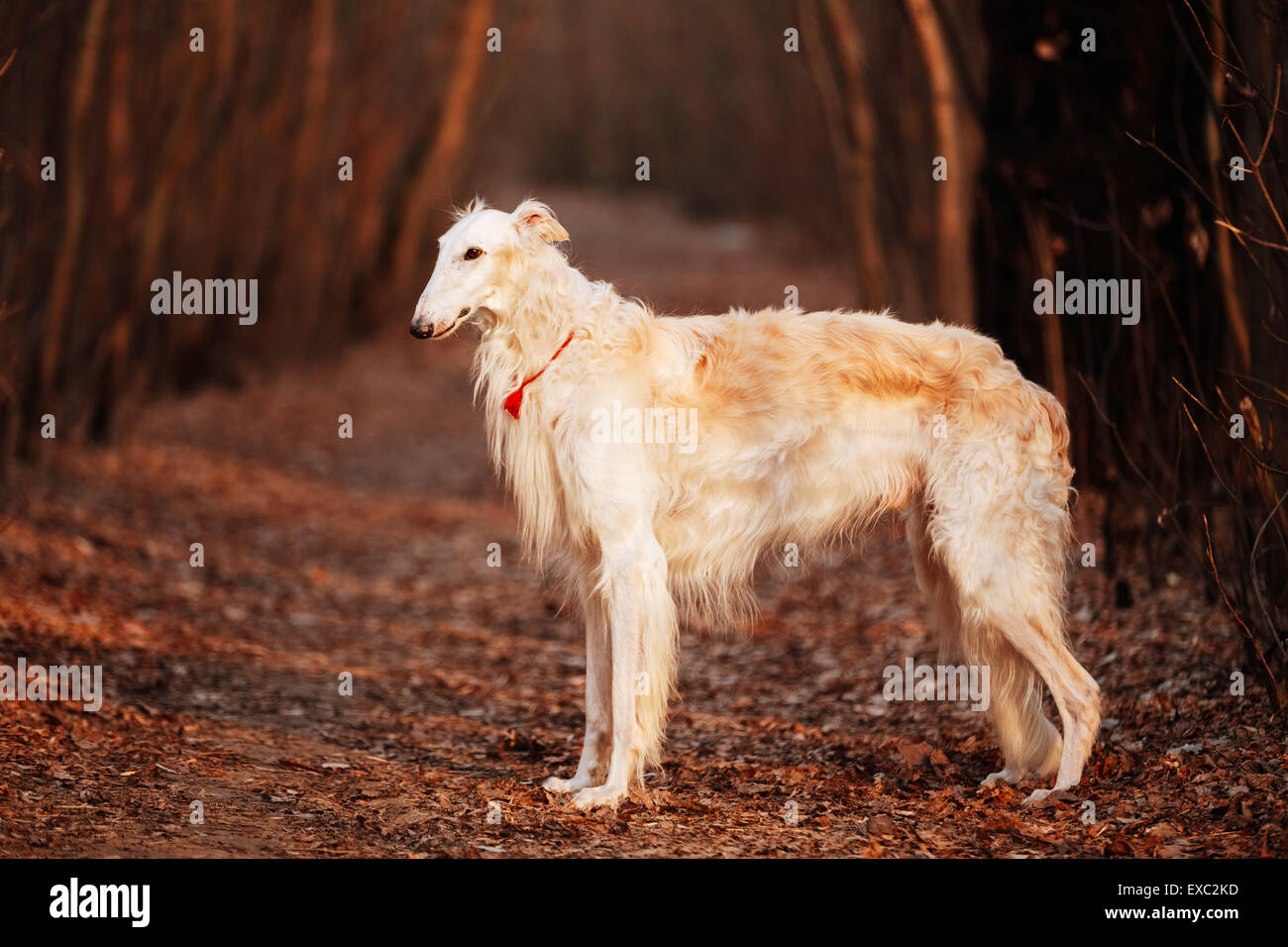 White Russian Wolfhound Dog, Borzoi, Russian Hunting, Sighthound ...