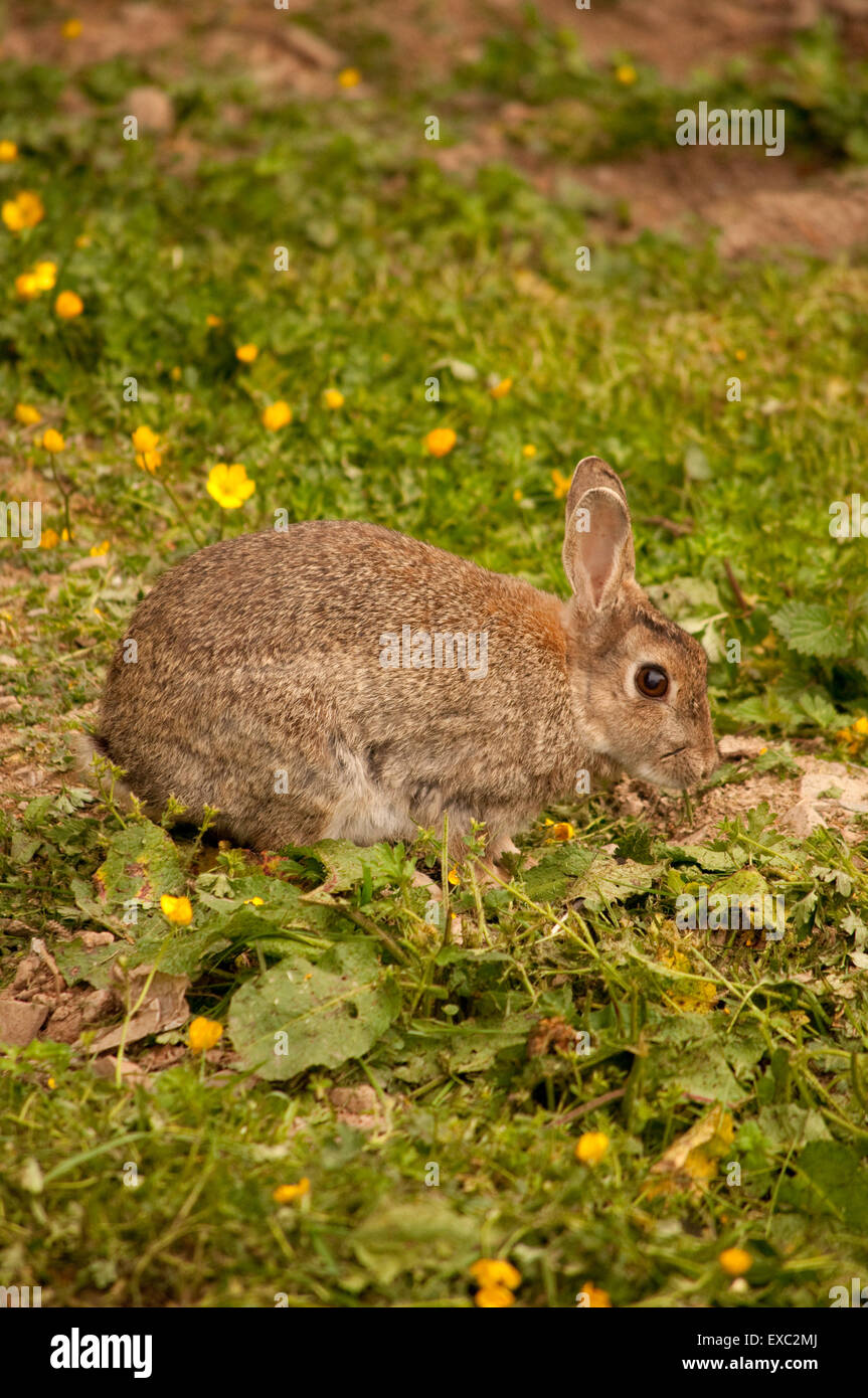 Adult Rabbit feeding on grass with Buttercups Stock Photo - Alamy