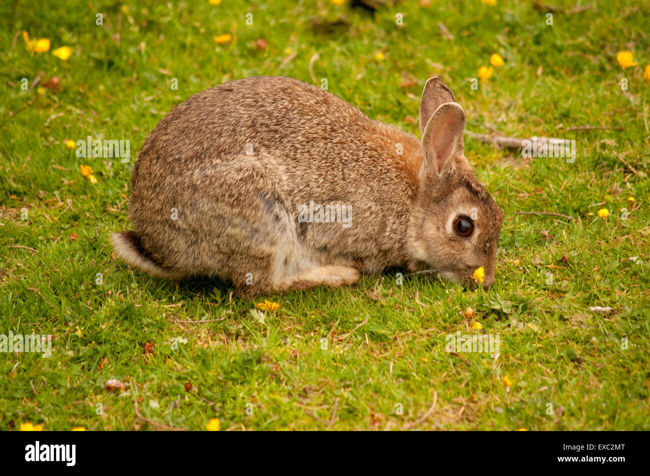 Adult Rabbit feeding on grass with Buttercups Stock Photo - Alamy