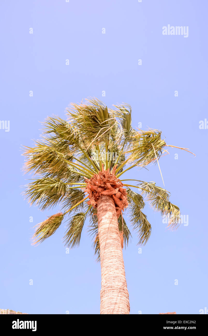Green Palm Canarian Tree Stock Photo - Alamy