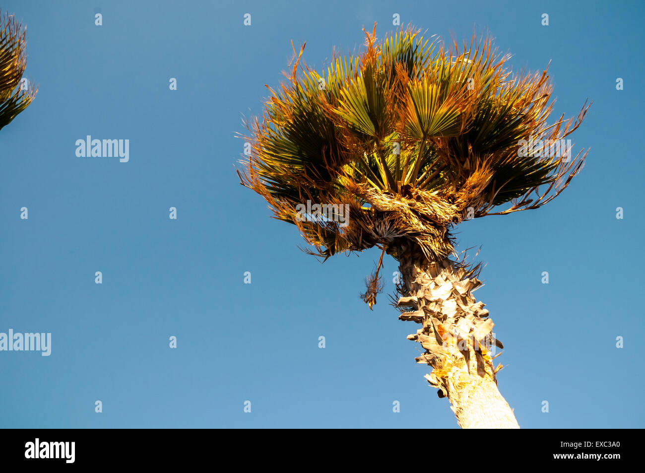 Green Palm Canarian Tree Stock Photo - Alamy