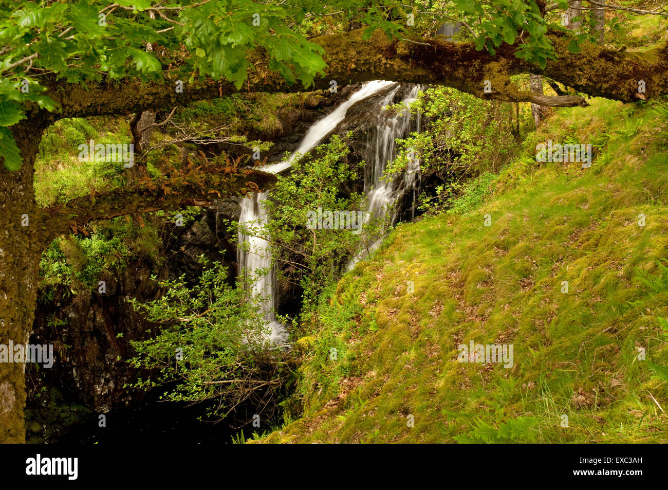 Buchan Burn Waterfall in Glen Trool Stock Photo - Alamy