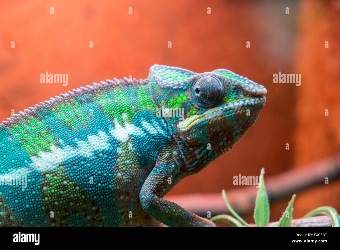 Grumpy blue green chameleon Stock Photo - Alamy