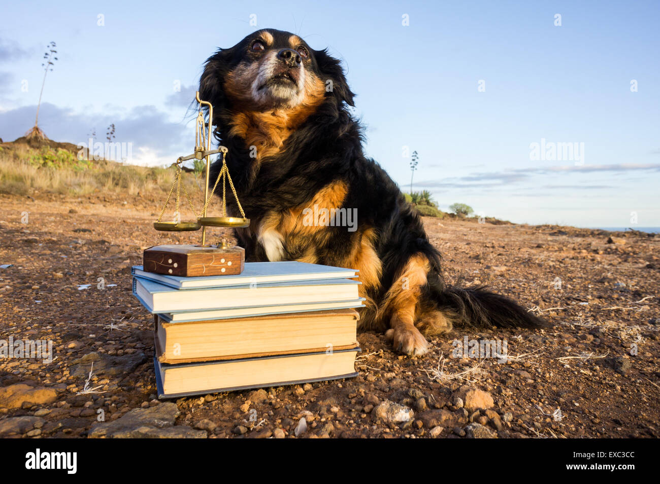 Reading a book with her labrador hi-res stock photography and images ...