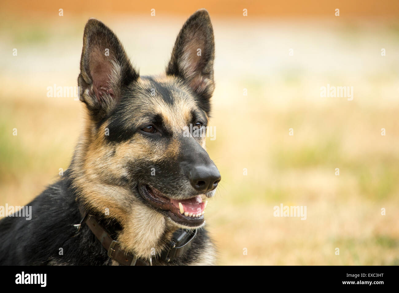 Portrait of alert and vigilant German Shepherd Stock Photo - Alamy