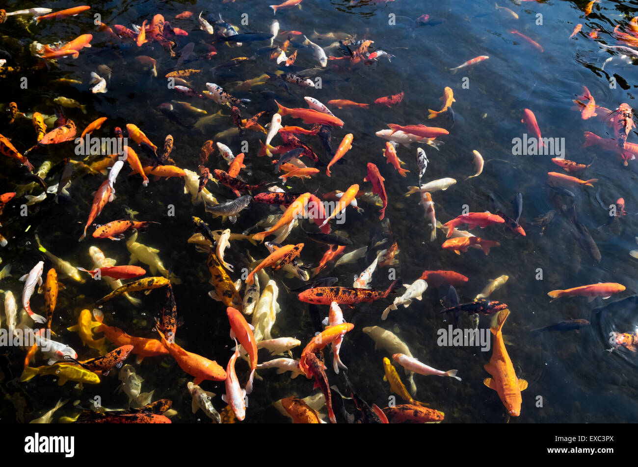 Many colored carp fish swim hi-res stock photography and images - Alamy