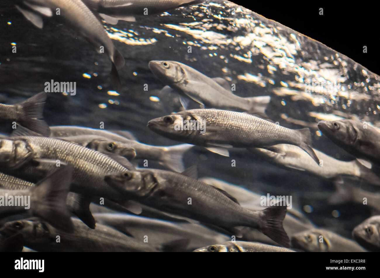 School of Silver Gray Fish Stock Photo - Alamy