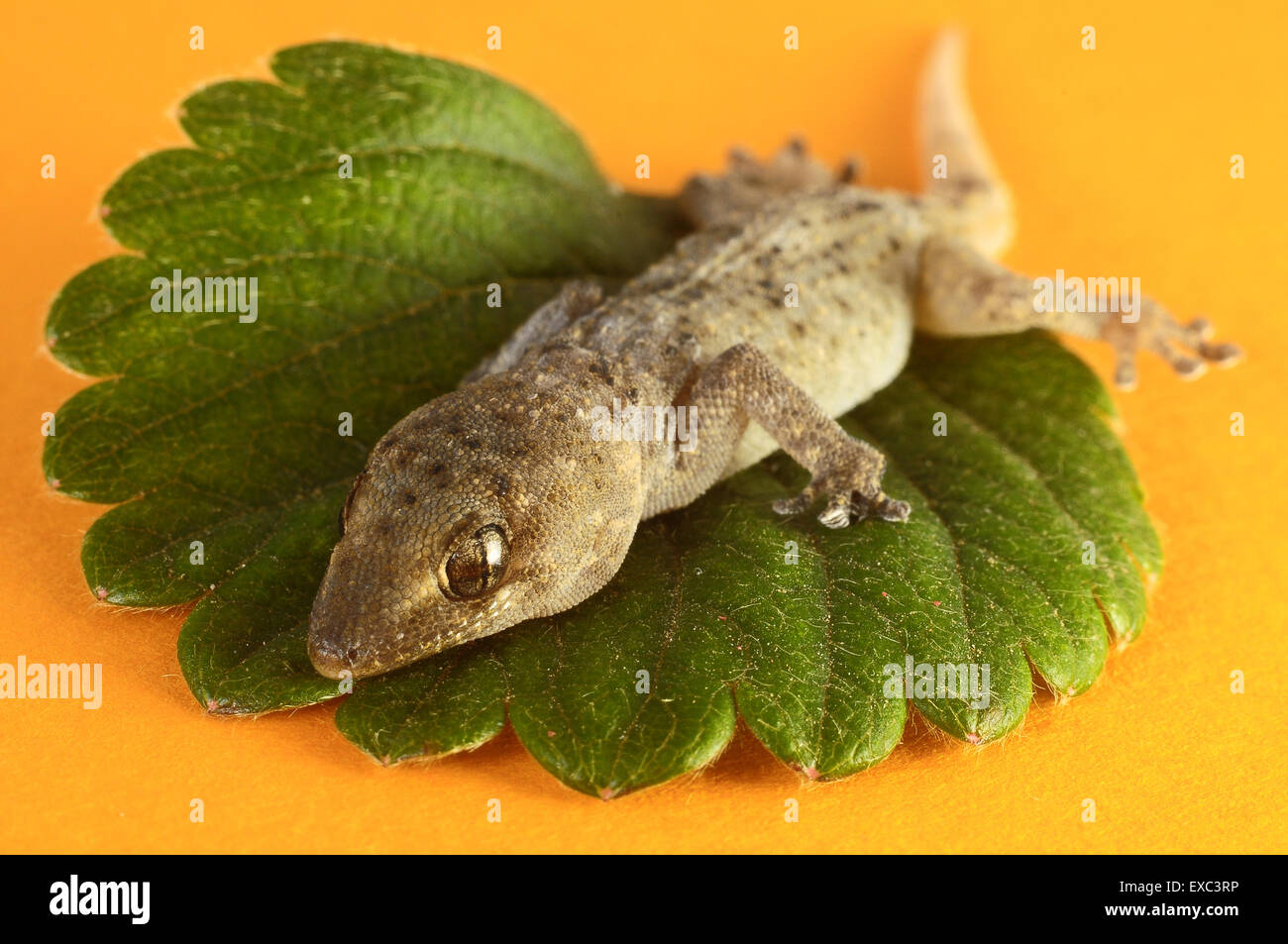 Gecko Lizard and Leaf Stock Photo - Alamy